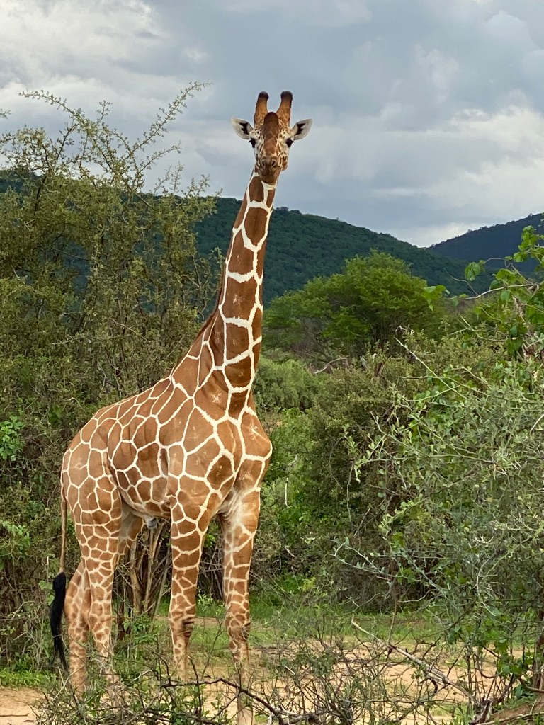 Exploring Mindfulness Techniques – The Healthy Giraffe
