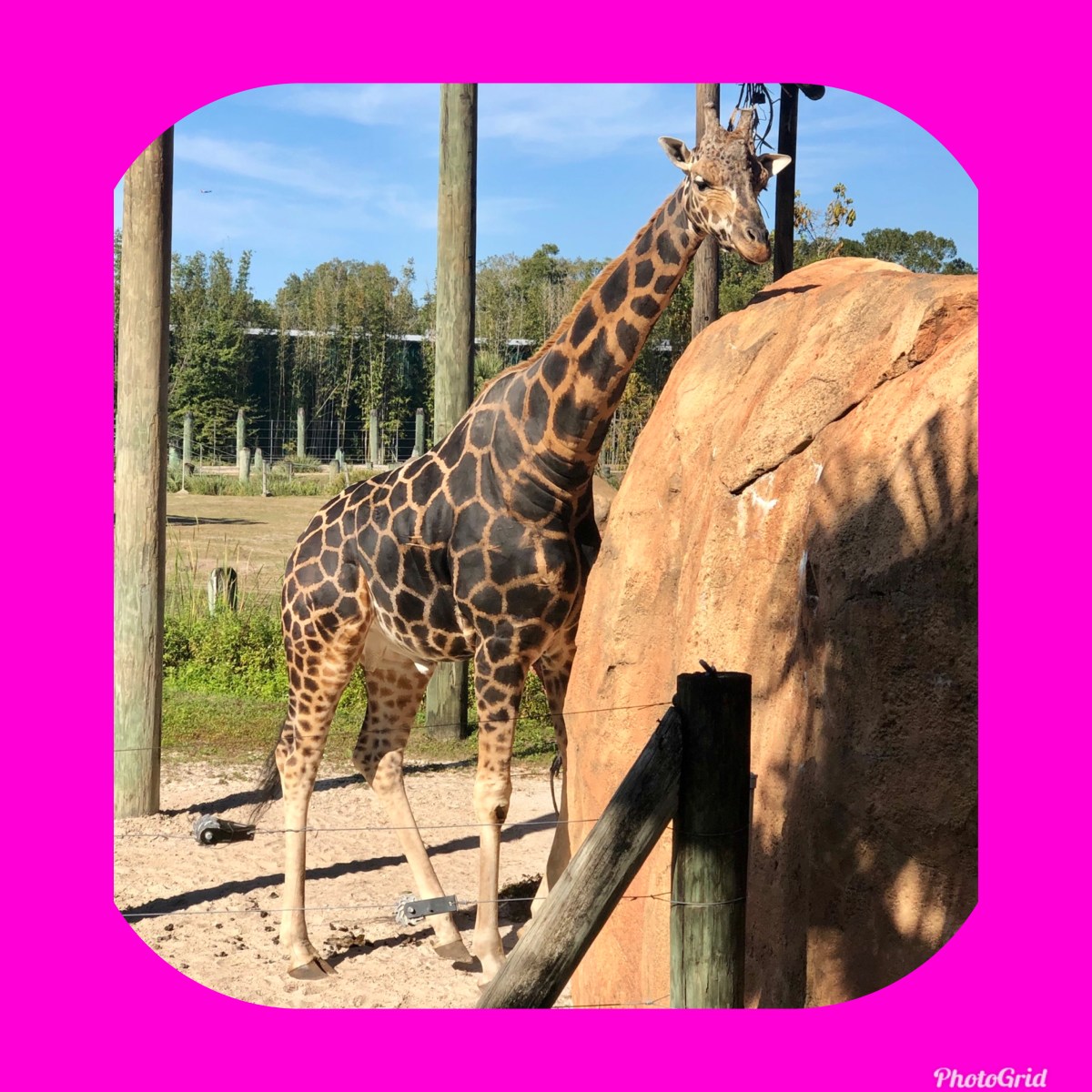 Consuming Animals Really Sucks for Breast Cancer – The Healthy Giraffe